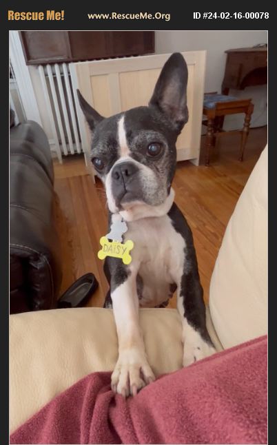 ADOPT 24021600078 ~ Boston Terrier Rescue ~ sayville, NY