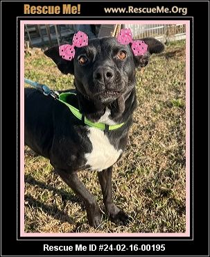 - New Jersey Dog Rescue - ADOPTIONS - Rescue Me!