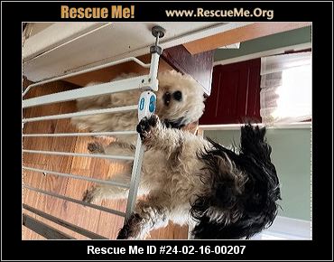 - Pennsylvania Dog Rescue - ADOPTIONS - Rescue Me!