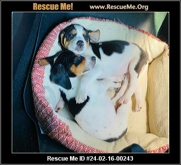 - Colorado Dog Rescue - ADOPTIONS - Rescue Me!