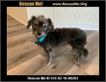 - Texas Schnauzer Rescue - ADOPTIONS - Rescue Me!