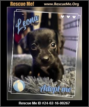 - Oklahoma Yorkie Rescue - ADOPTIONS - Rescue Me!