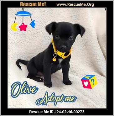 - Oklahoma Yorkie Rescue - ADOPTIONS - Rescue Me!