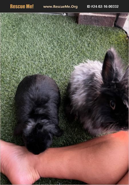 ADOPT 24021600332 ~ Rabbit Rescue ~ Dallas, TX