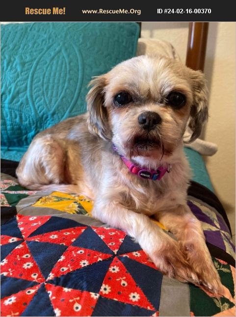 ADOPT 24021600370 ~ Lhasa Apso Rescue ~ Marana, AZ