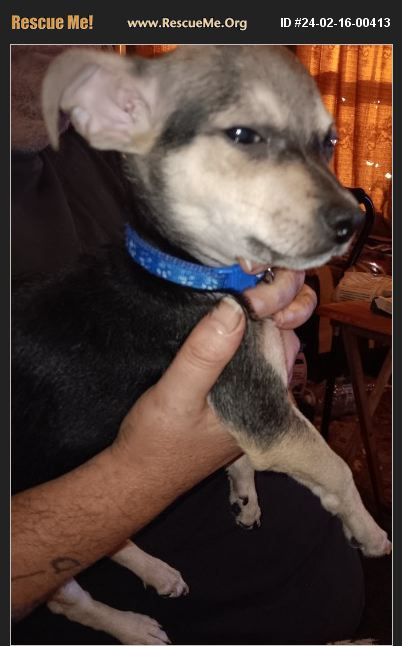 ADOPT 24021600413 ~ Miniature Pinscher Rescue ~ FLINT, MI