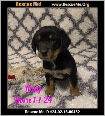 - Oklahoma Beagle Rescue - ADOPTIONS - Rescue Me!