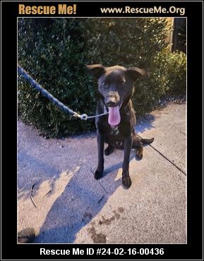 - New Jersey Dog Rescue - ADOPTIONS - Rescue Me!