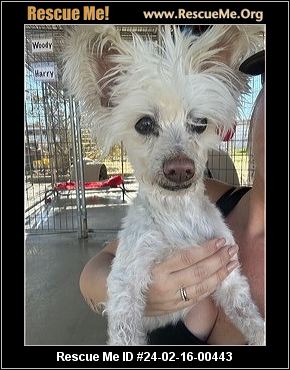- California Maltese Rescue - ADOPTIONS - Rescue Me!