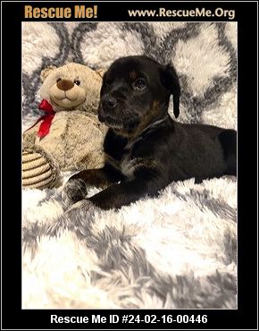 - Oklahoma Beagle Rescue - ADOPTIONS - Rescue Me!