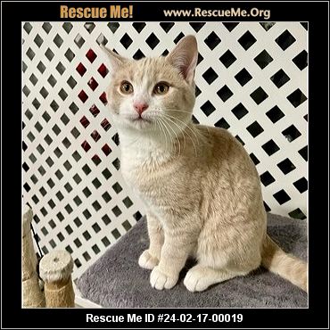 - Minnesota Cat Rescue - ADOPTIONS - Rescue Me!