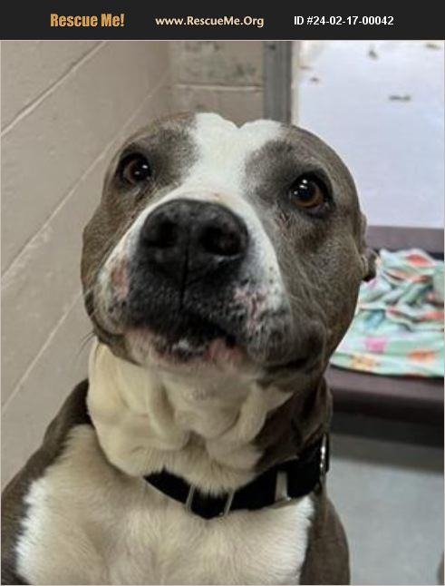 ADOPT 24021700042 ~ Staffordshire Bull Terrier Rescue ~ Casa Grande, AZ