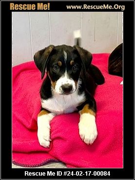 - New Jersey Dog Rescue - ADOPTIONS - Rescue Me!