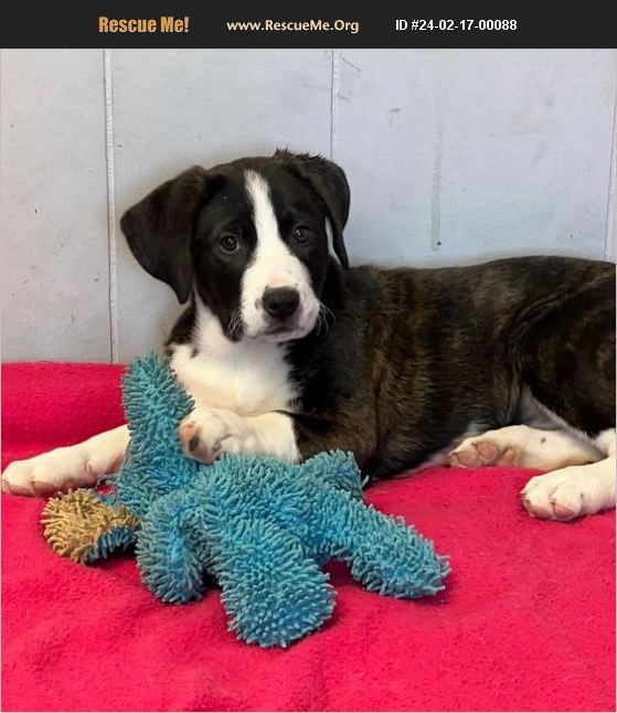 ADOPT 24021700088 ~ Bernese Mountain Dog Rescue ~ Howell, NJ