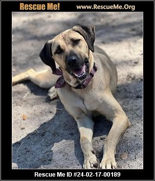 - Georgia Dog Rescue - ADOPTIONS - Rescue Me!