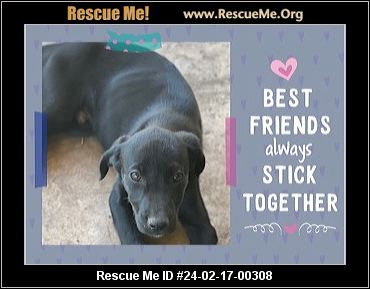 - Texas German Shorthaired Pointer Rescue - ADOPTIONS - Rescue Me!