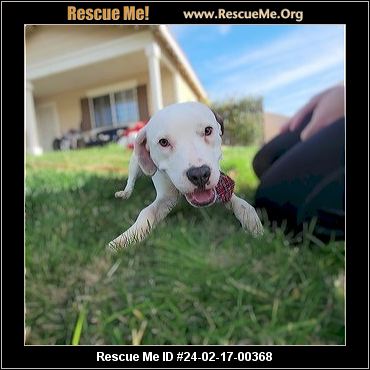 - California Pit Bull Rescue - ADOPTIONS - Rescue Me!