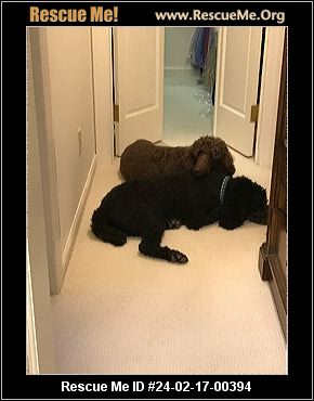 - Pennsylvania Poodle Rescue - ADOPTIONS - Rescue Me!