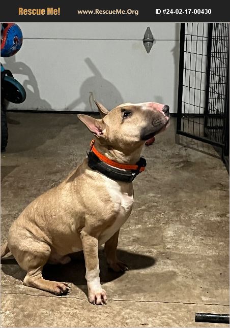 ADOPT 24021700430 ~ Bull Terrier Rescue ~ Vancouver, WA