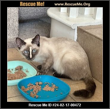 - California Siamese Rescue - ADOPTIONS - Rescue Me!
