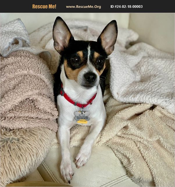 ADOPT 24021800003 ~ Rat Terrier Rescue ~ Alexandria, VA
