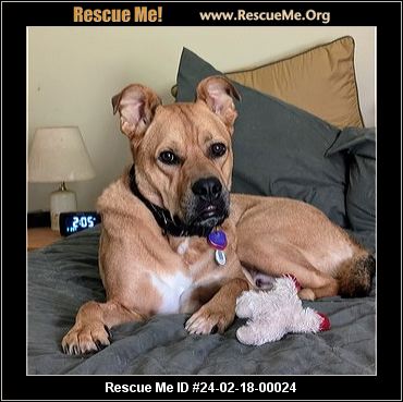 - Connecticut Dog Rescue - ADOPTIONS - Rescue Me!