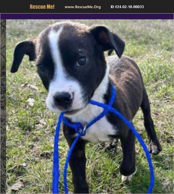 ADOPT 24021800033 ~ Boxer Rescue ~ Bristol, CT