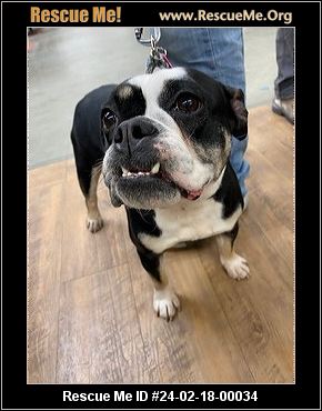 - New Jersey Dog Rescue - ADOPTIONS - Rescue Me!