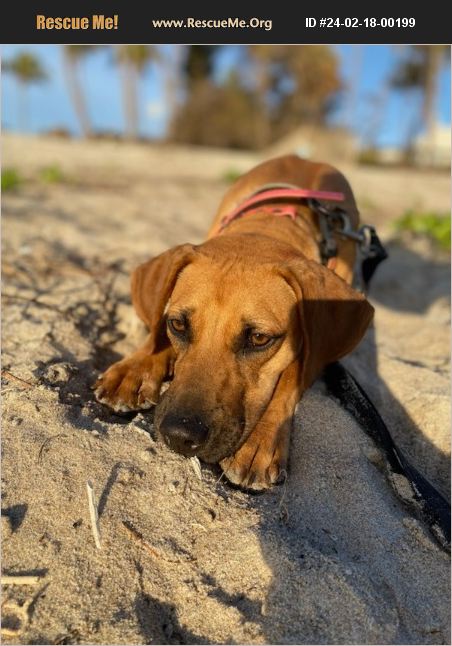 ADOPT 24021800199 ~ Black Mouth Cur Rescue ~ Fort Myers Beach, FL