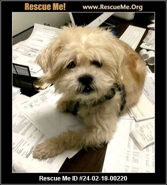 - New Jersey Maltese Rescue - ADOPTIONS - Rescue Me!