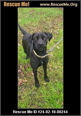 - Texas Lab Rescue - ADOPTIONS - Rescue Me!