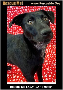 - Colorado Dog Rescue - ADOPTIONS - Rescue Me!