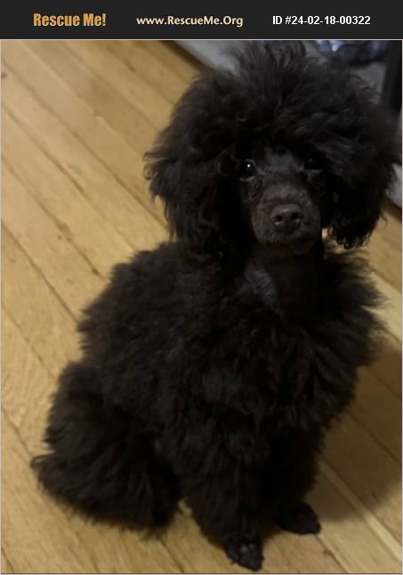 ADOPT 24021800322 ~ Poodle Rescue ~ Woodside, NY