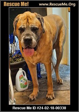 - Indiana Mastiff Rescue - ADOPTIONS - Rescue Me!