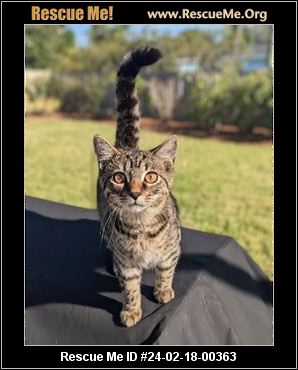- Florida Cat Rescue - ADOPTIONS - Rescue Me!