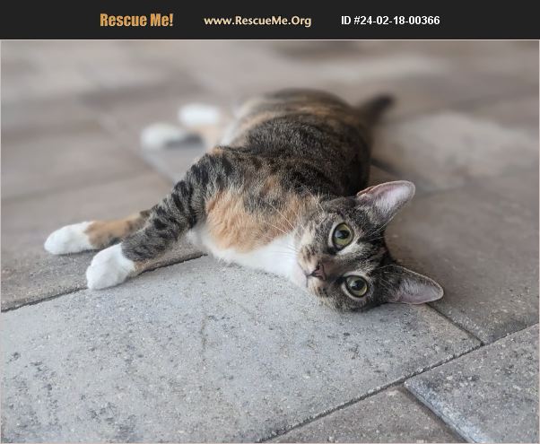 ADOPT 24021800366 ~ Domestic Cat Rescue ~ Gulfport, FL