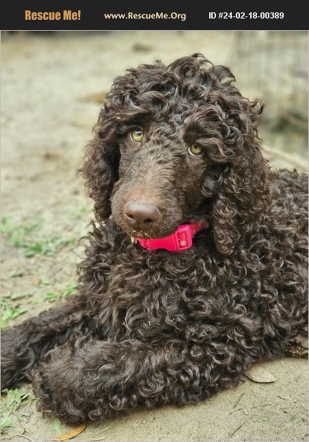 ADOPT 24021800389 ~ Poodle Rescue ~ WAYNESVILLE, GA