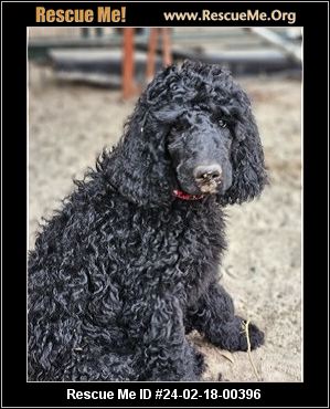 - Georgia Poodle Rescue - ADOPTIONS - Rescue Me!
