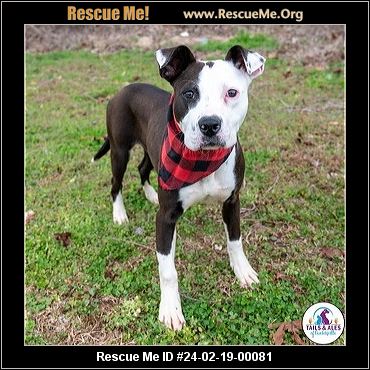 - Alabama Dog Rescue - ADOPTIONS - Rescue Me!