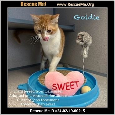 - California Cat Rescue - ADOPTIONS - Rescue Me!