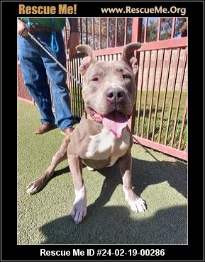 - California Pit Bull Rescue - ADOPTIONS - Rescue Me!