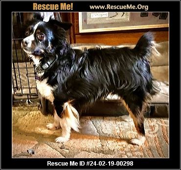 - Pennsylvania Dog Rescue - ADOPTIONS - Rescue Me!