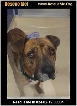 - New York Dog Rescue - ADOPTIONS - Rescue Me!