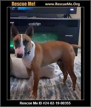 - Arizona Bull Terrier Rescue - ADOPTIONS - Rescue Me!