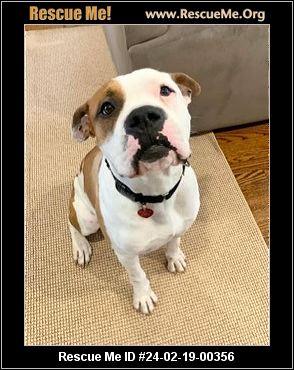 - Connecticut Boxer Rescue - ADOPTIONS - Rescue Me!