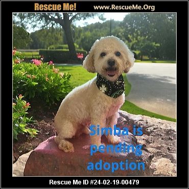 - North Carolina Maltese Rescue - ADOPTIONS - Rescue Me!