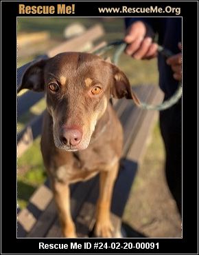 - New York Dog Rescue - ADOPTIONS - Rescue Me!