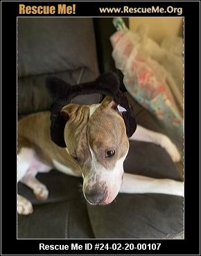 - Virginia Dog Rescue - ADOPTIONS - Rescue Me!