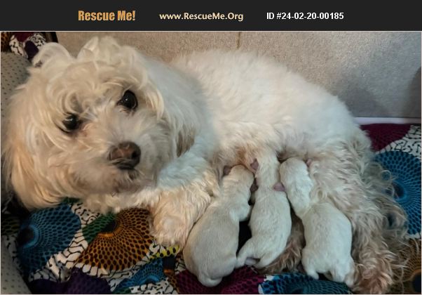 ADOPT 24022000185 ~ Maltese Rescue ~ Hialeah, FL