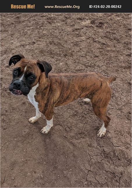 ADOPT 24022000242 ~ Boxer Rescue ~ Springerville, AZ